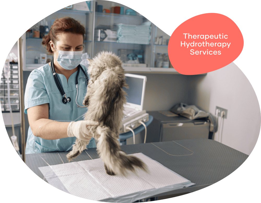 Welcome to Small Animal Hospital Mumbai | Advanced Pet Care