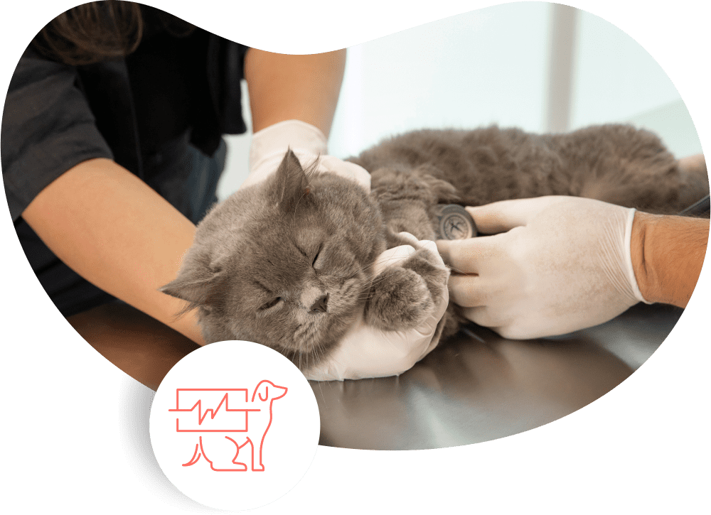 Advanced facilities,Expert care|Small Animal Hospital Mumbai