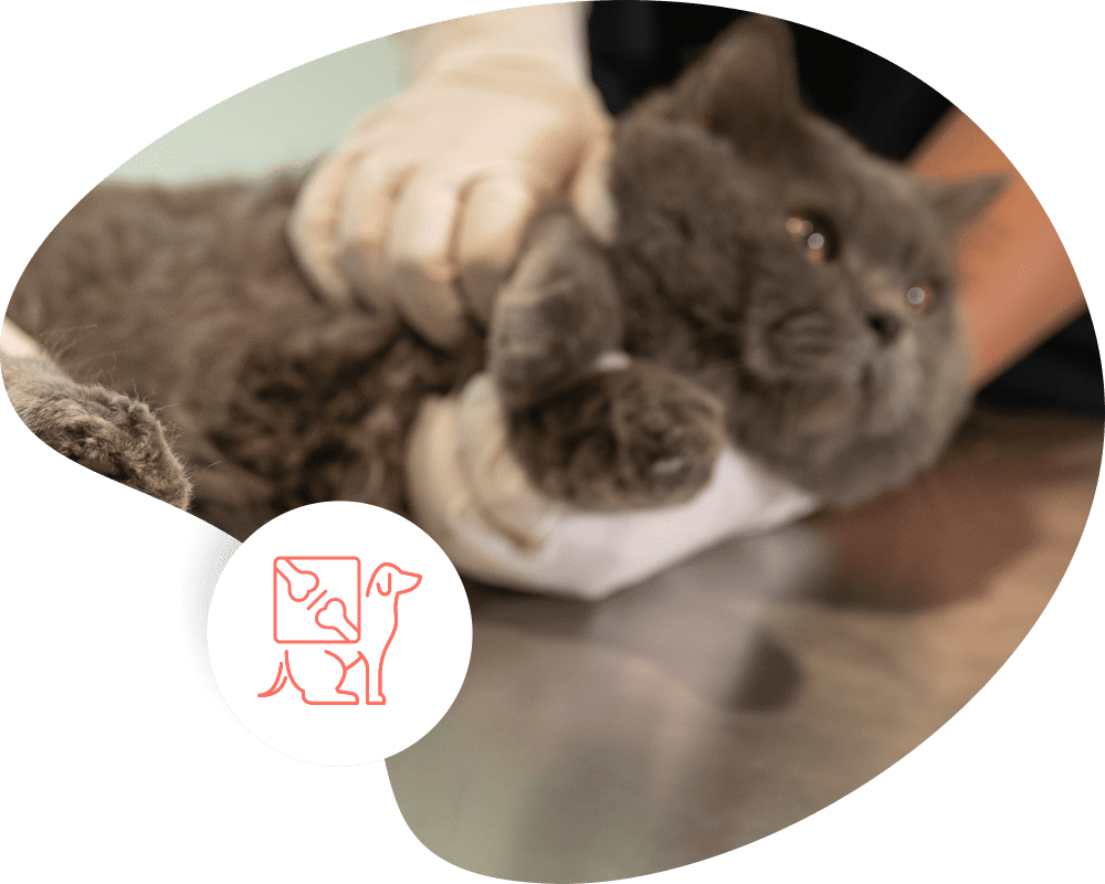 Advanced facilities,Expert care|Small Animal Hospital Mumbai